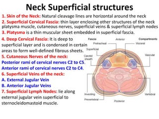 THE NECK anatomy, detailed notes on neck anatomy including osteology of ...