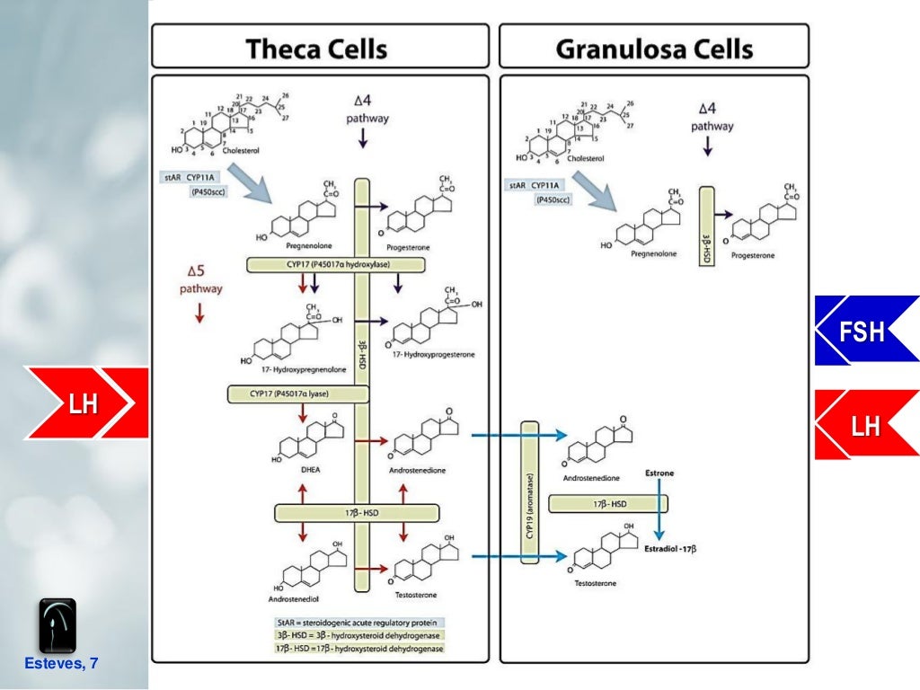 The Need of LH in ART and Differences Between Sources of LH Activity