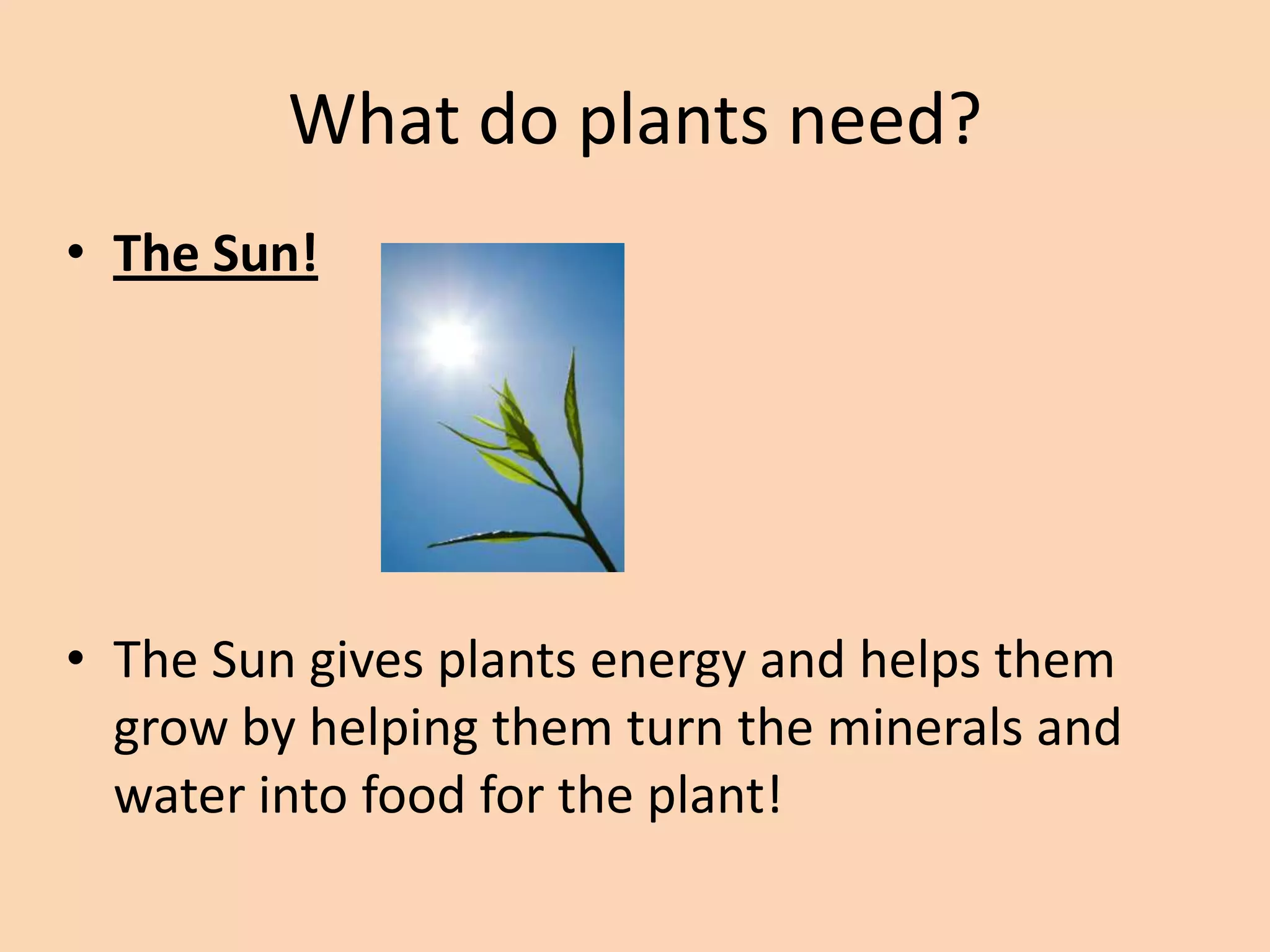 The needs of a plant! | PPTX