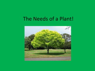 The needs of a plant! | PPTX