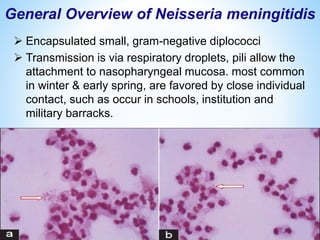 The neisseriae | PPTX