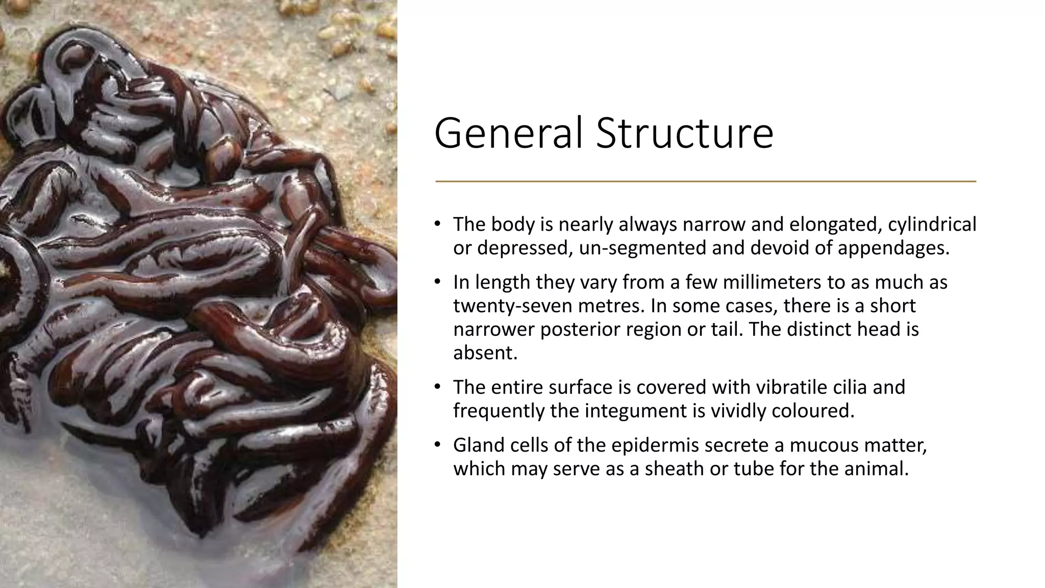 The Nemertines | PPTX