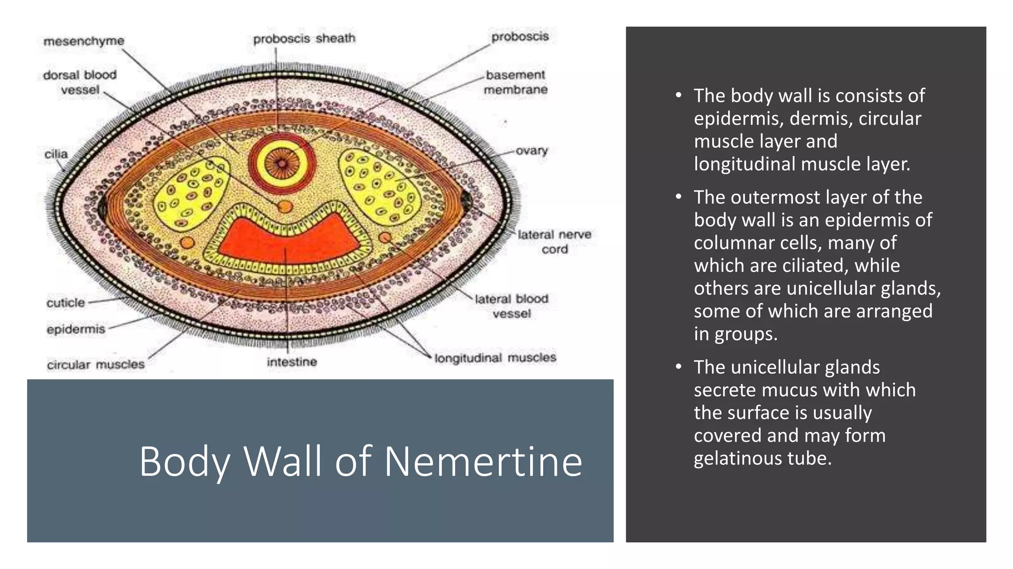 The Nemertines | PPTX