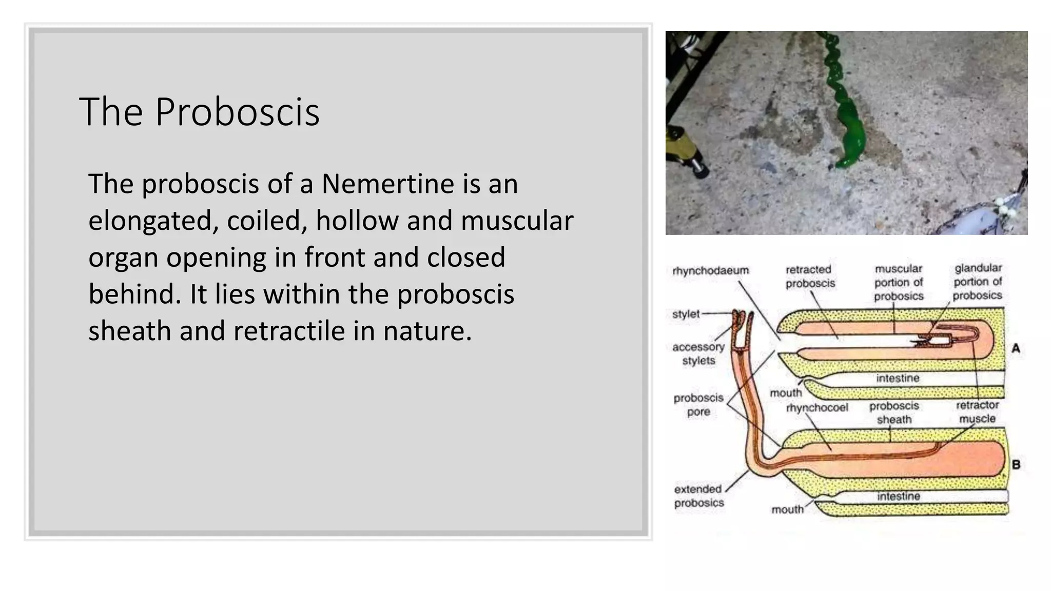 The Nemertines | PPTX