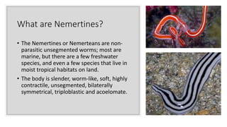 The Nemertines | PPTX