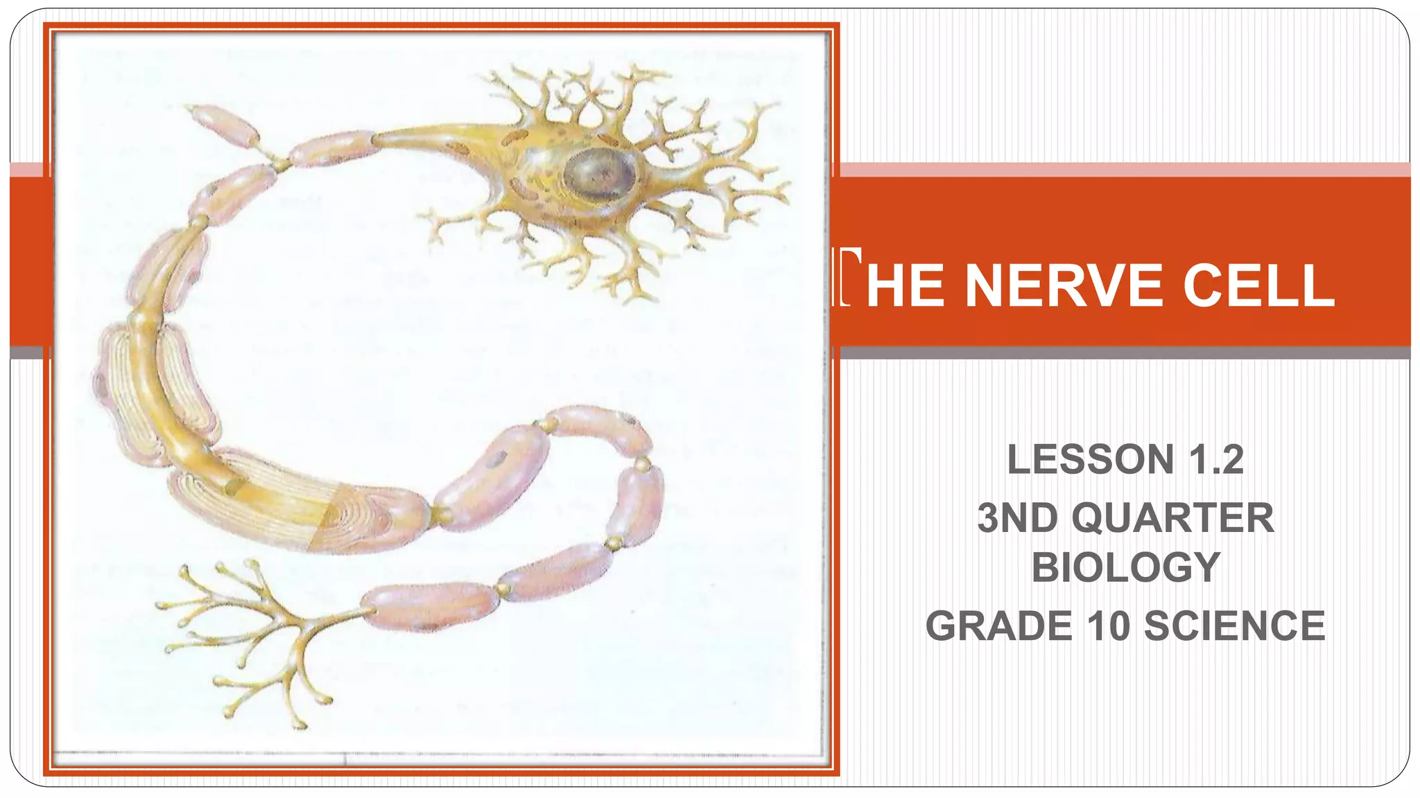 The nerve cell | PPTX