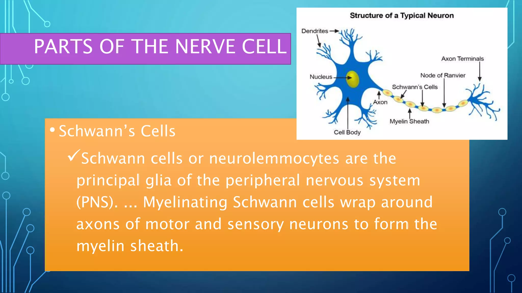 The nerve cell | PPTX