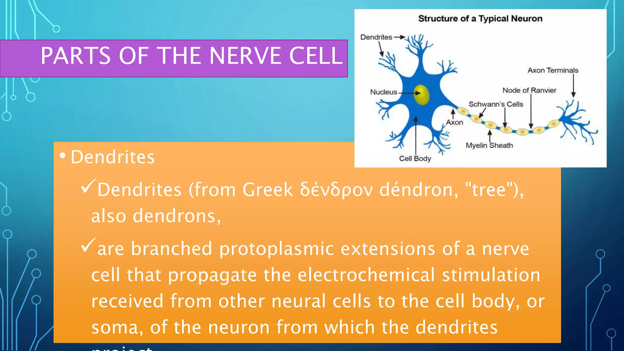 The nerve cell | PPTX