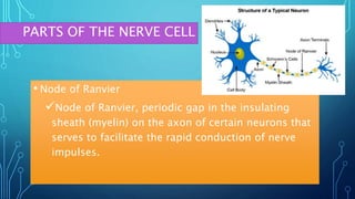 The nerve cell | PPTX