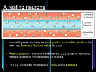 The nerve impulse | PPT