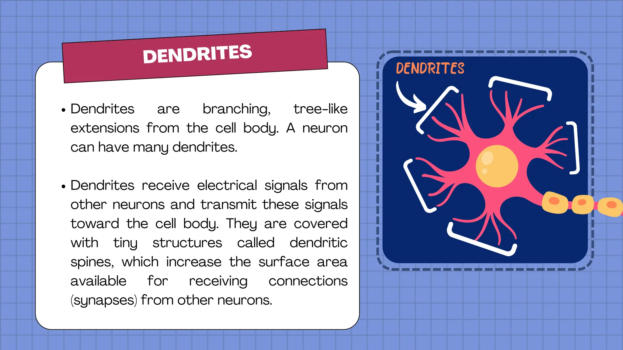 The Nerve Tissue a PPT presentation explaining the nerves | PDF