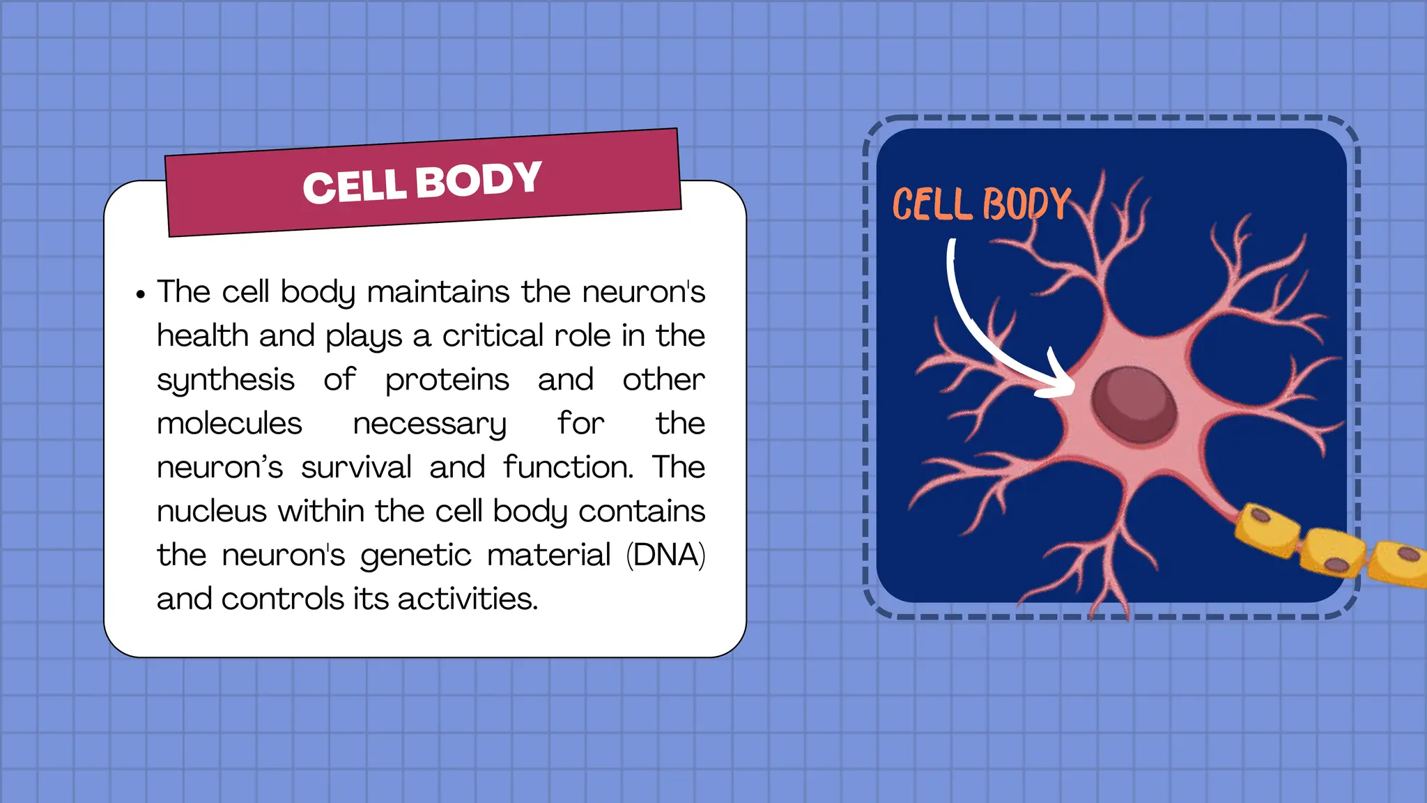 The Nerve Tissue a PPT presentation explaining the nerves | PDF