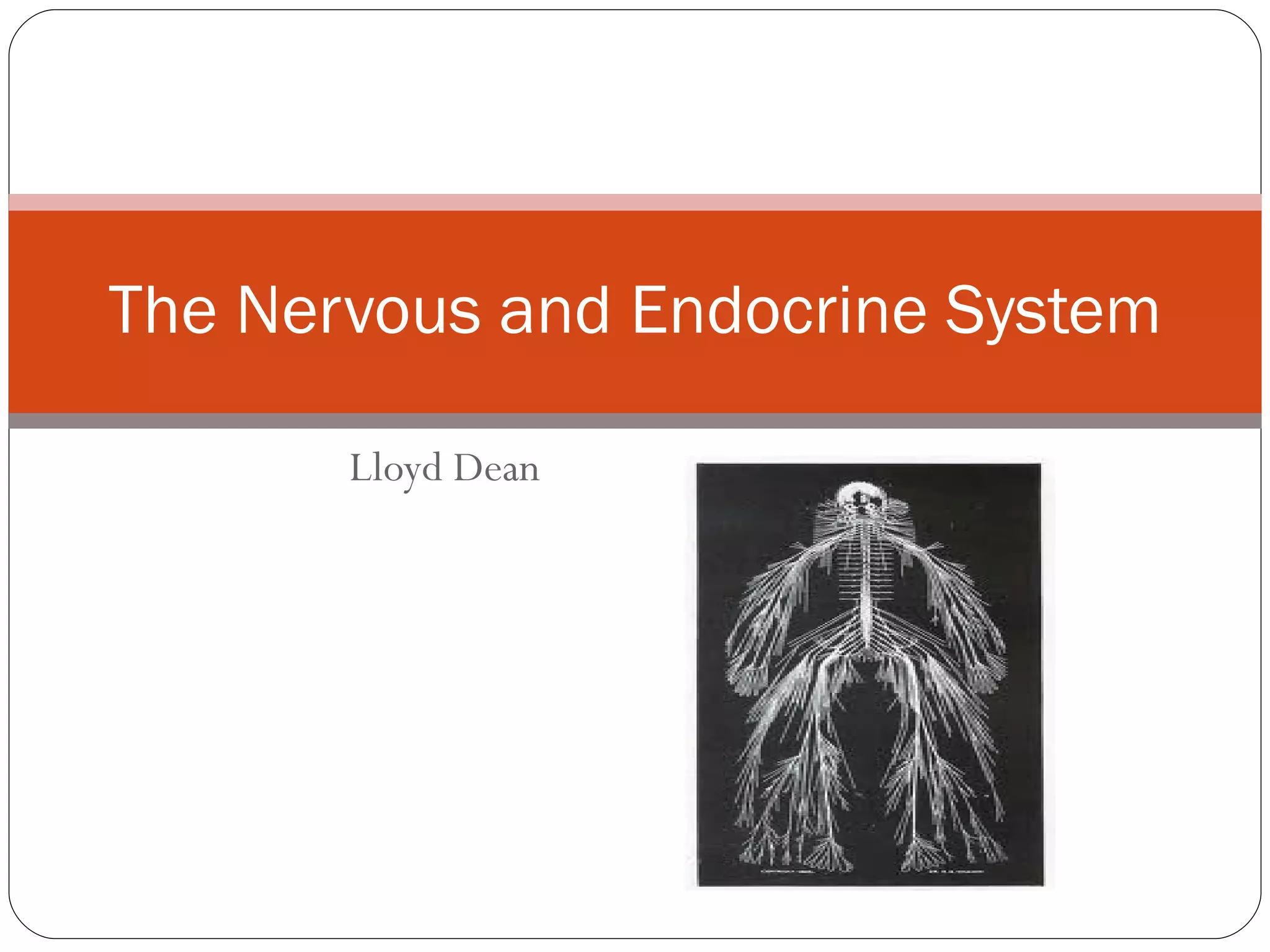 The nervous and endocrine system | PPT