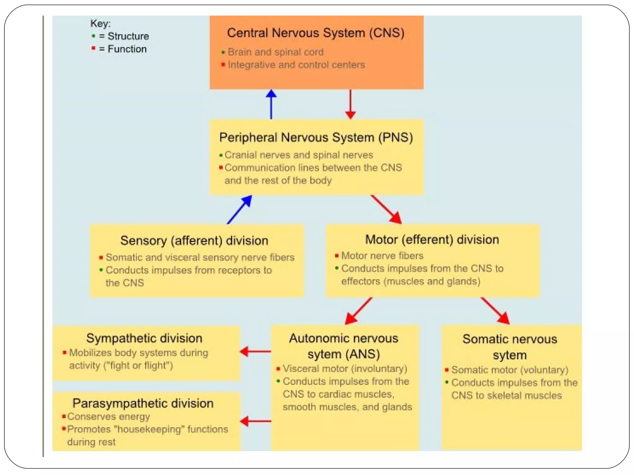 The nervous and endocrine system | PPT