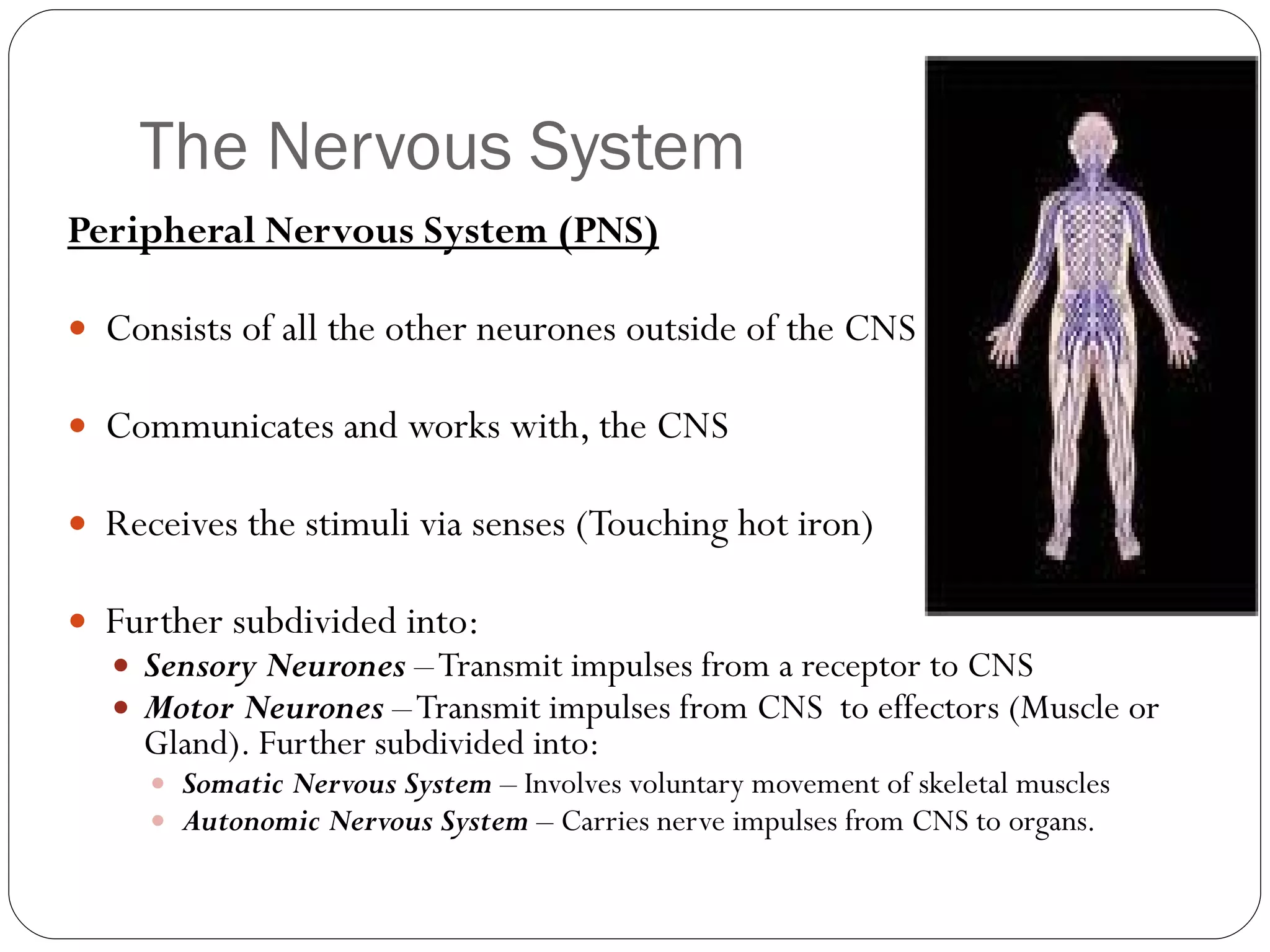 The nervous and endocrine system | PPT