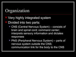 The Nervous System | PPT