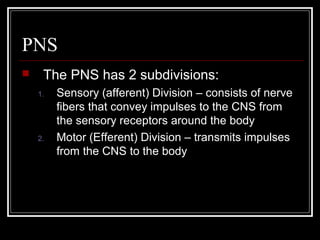 The Nervous System | PPT