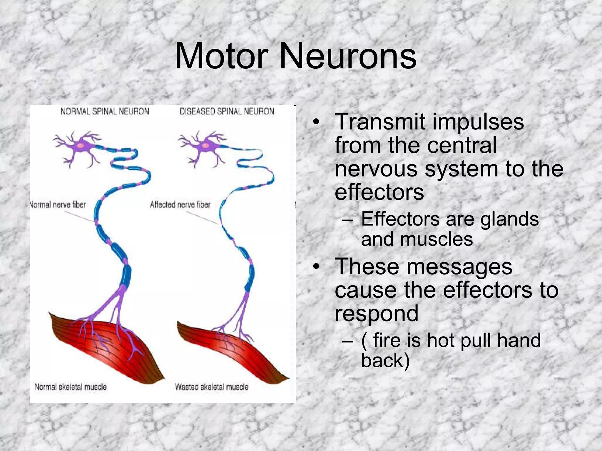 The nervous system | PPT