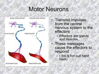 The nervous system | PPT