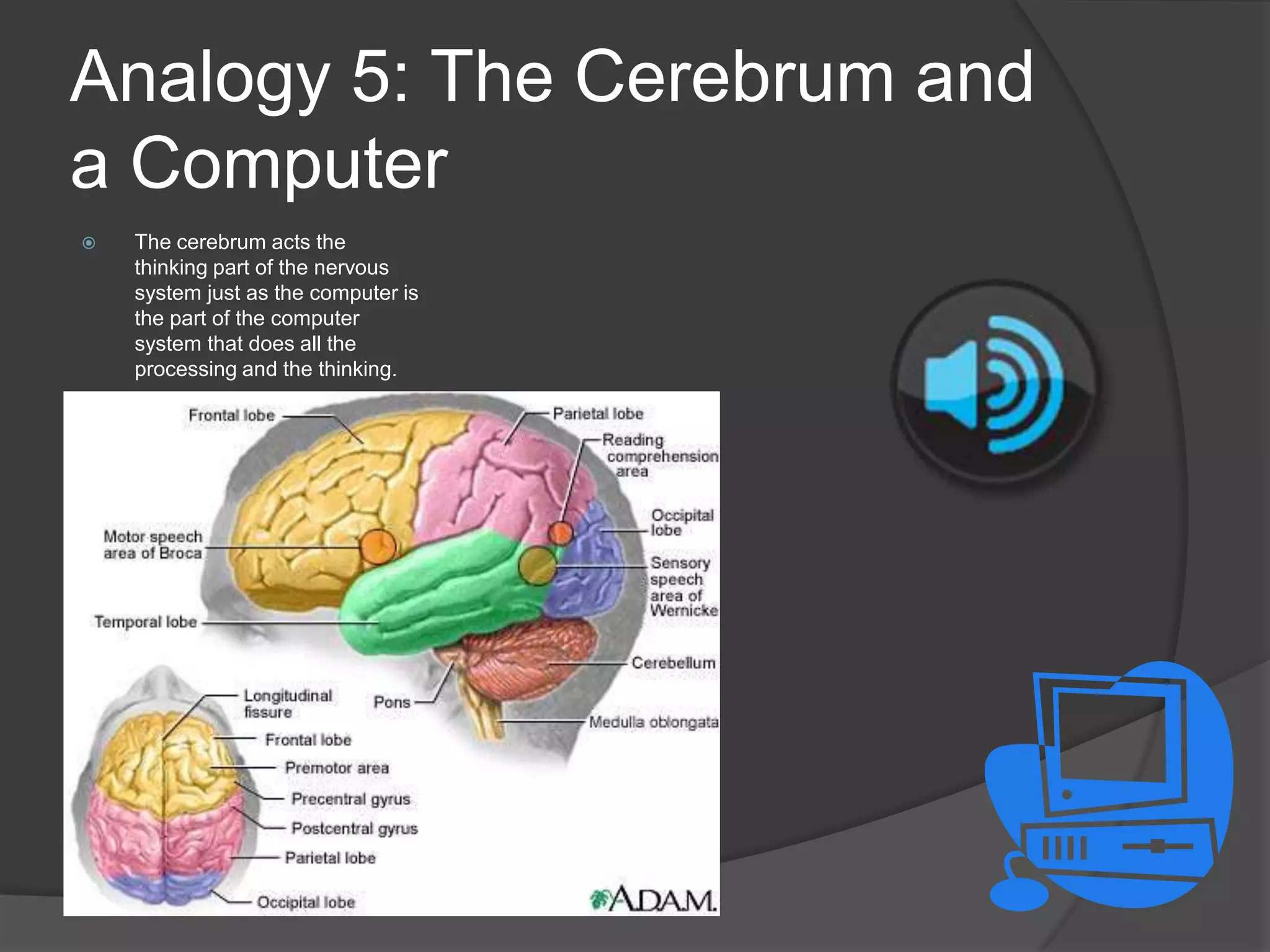 The Nervous System | PPTX