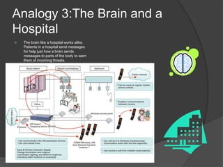 The Nervous System | PPTX