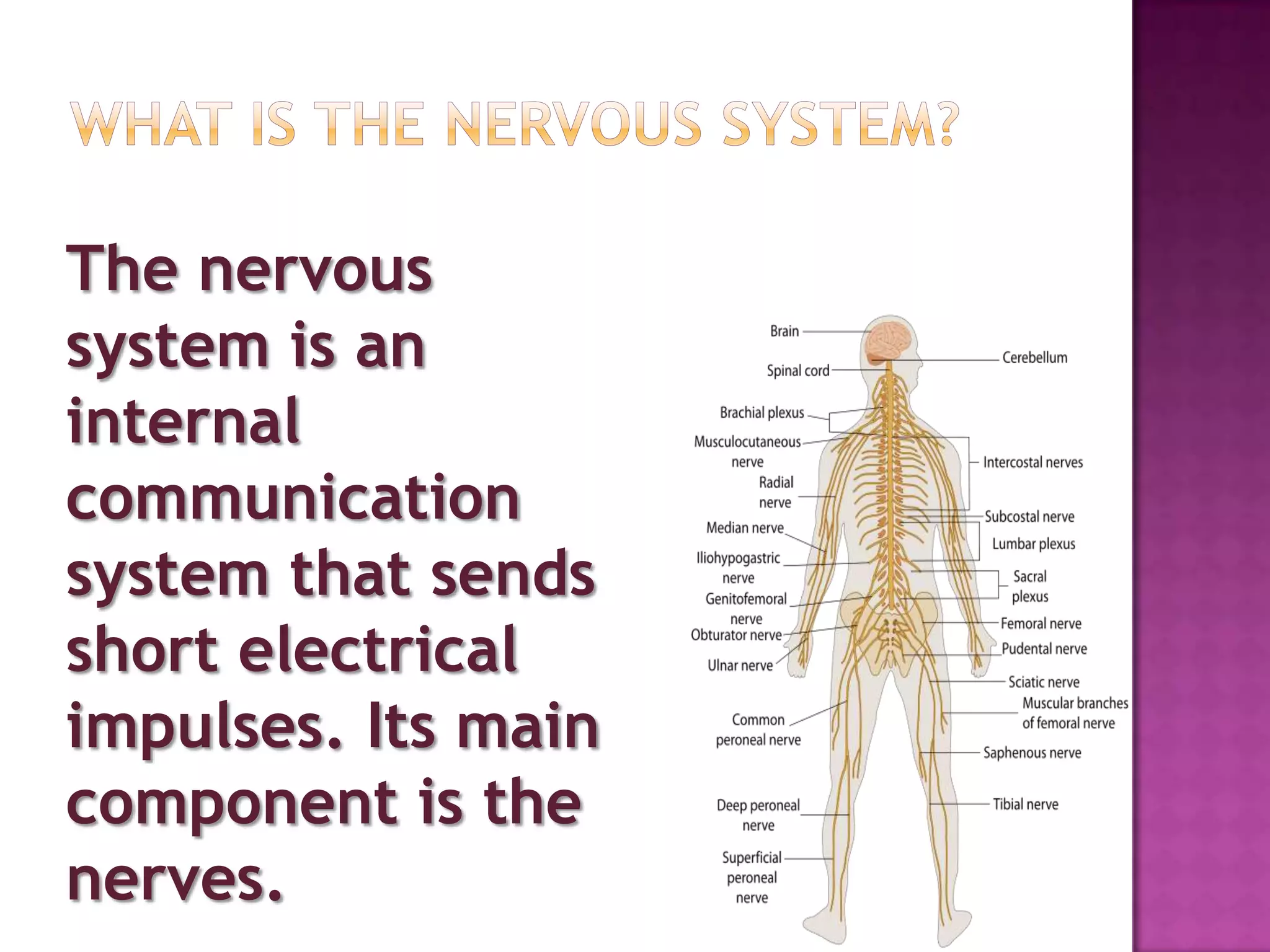 The Nervous System | PPTX