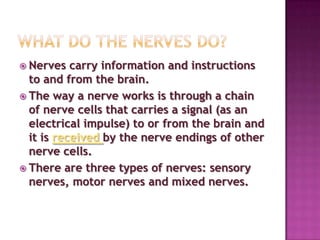 The Nervous System | PPTX