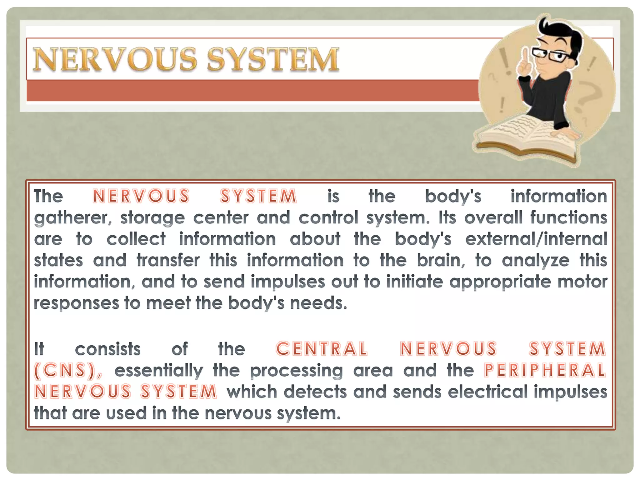 The nervous system | PPT