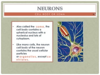 The nervous system | PPT