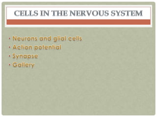 The nervous system | PPT