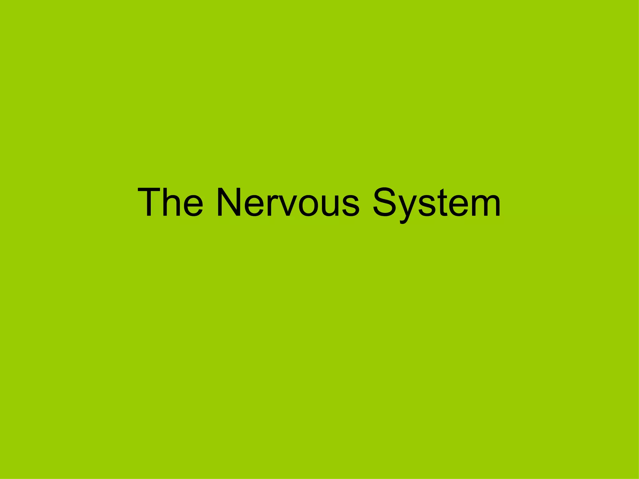The nervous system | PPT