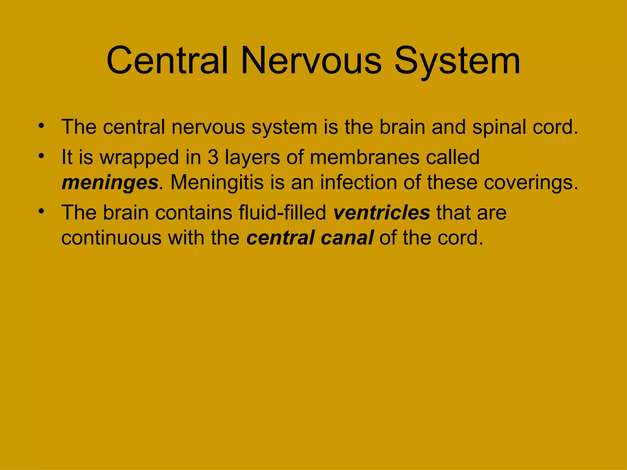 The nervous system | PPT