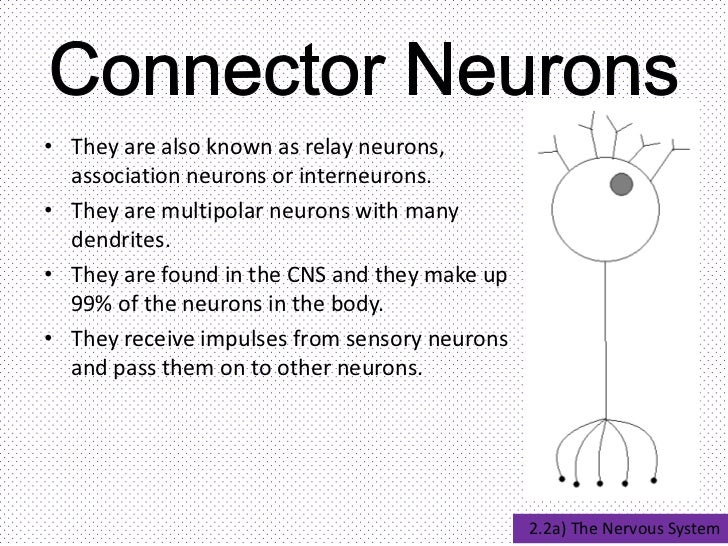 Connector Neuron