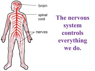The nervous system | PPT