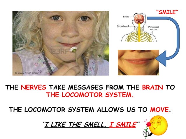 The nervous system | PPTX | Brain and Nervous System Disorders ...
