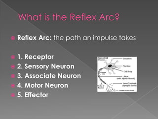 The Nervous System - Living Environment/Biology | PPTX
