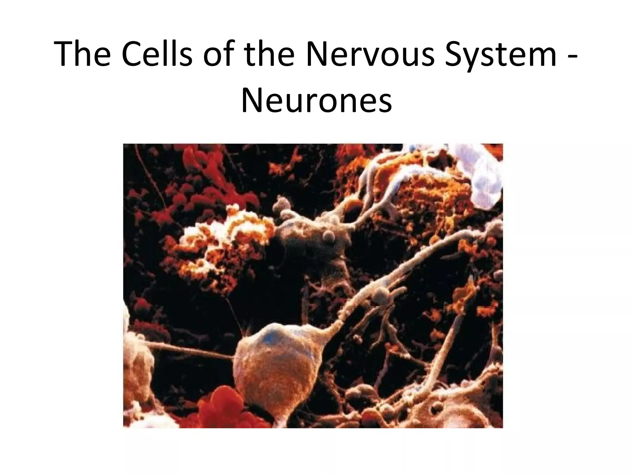 The nervous system | PPT | Lung and Respiratory Health | Diseases and ...