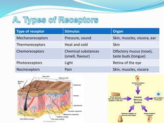 The Nervous System | PPTX