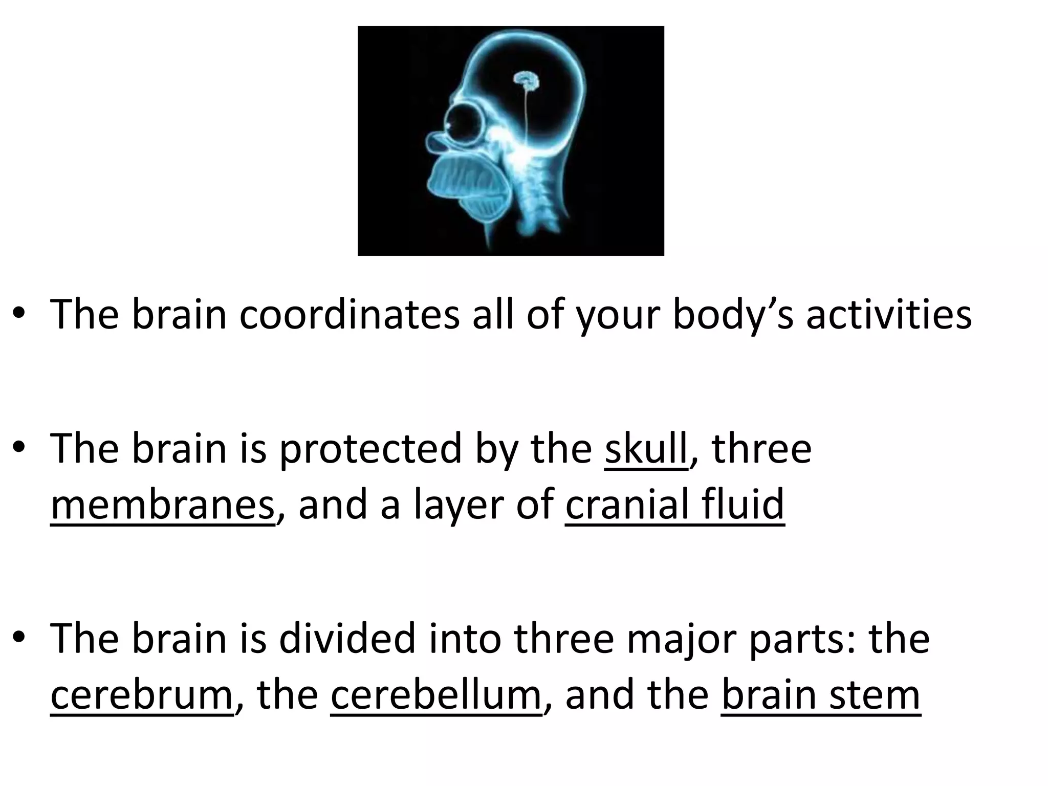 The nervous system | PPTX