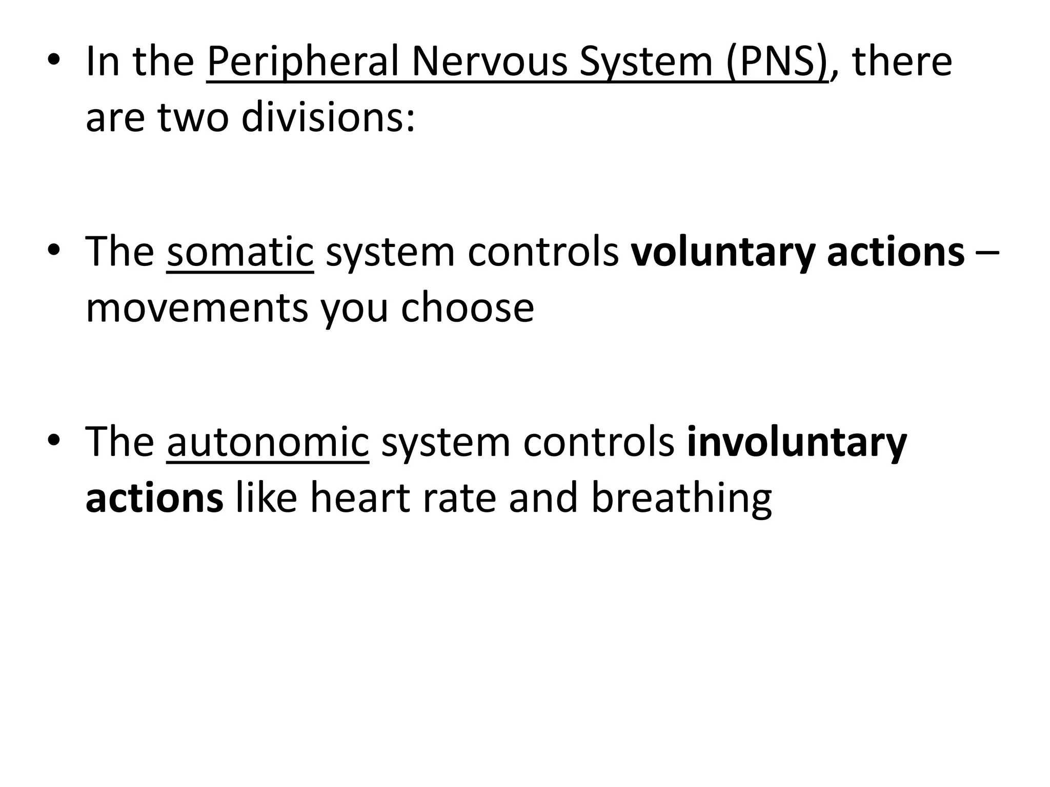 The nervous system | PPTX