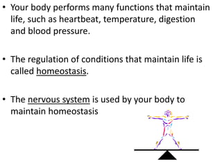 The nervous system | PPTX