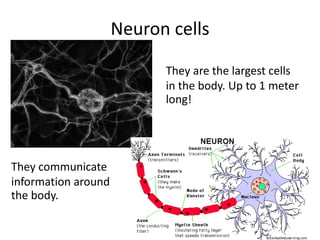 The nervous system | PPTX | Brain and Nervous System Disorders ...