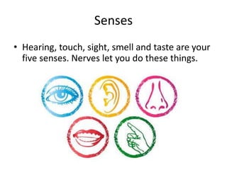 The nervous system | PPTX | Brain and Nervous System Disorders ...