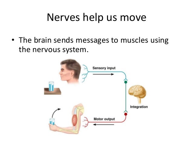The nervous system
