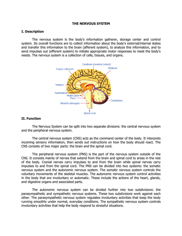 The nervous system, parts, function, illness and diseases | DOCX ...