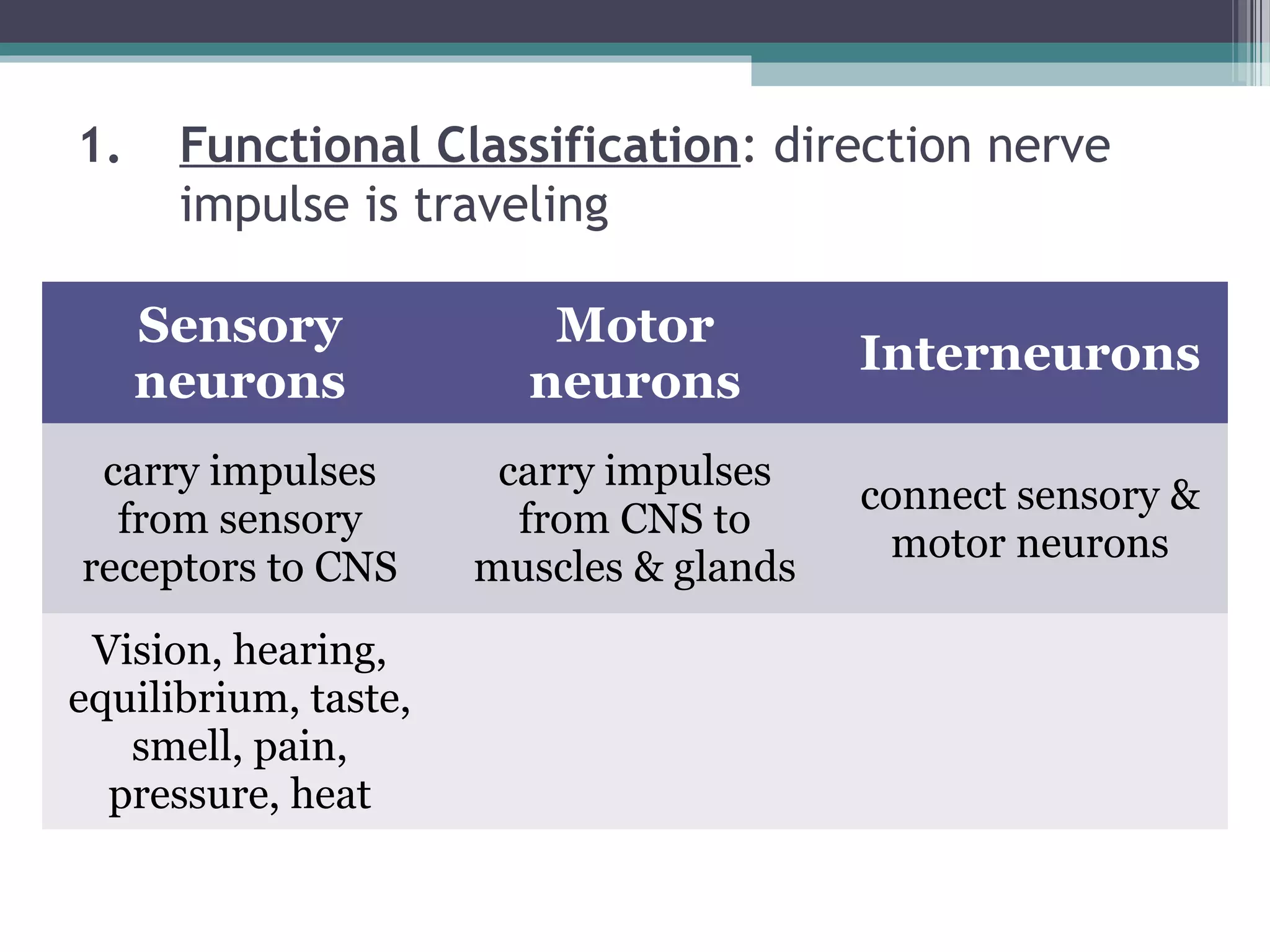 Anatomy & Physiology Lecture Notes - The nervous system | PPT