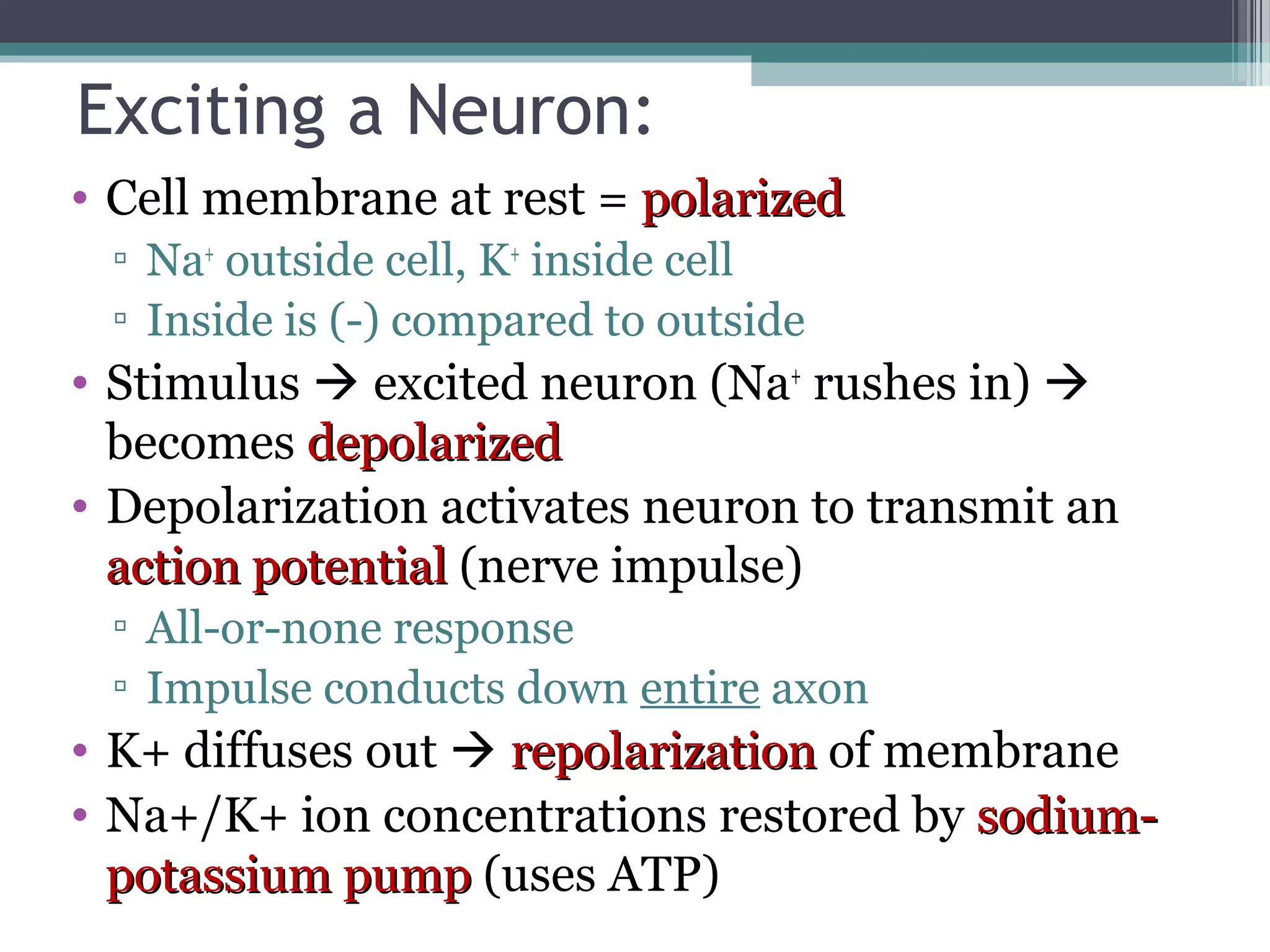 Anatomy & Physiology Lecture Notes - The nervous system | PPT