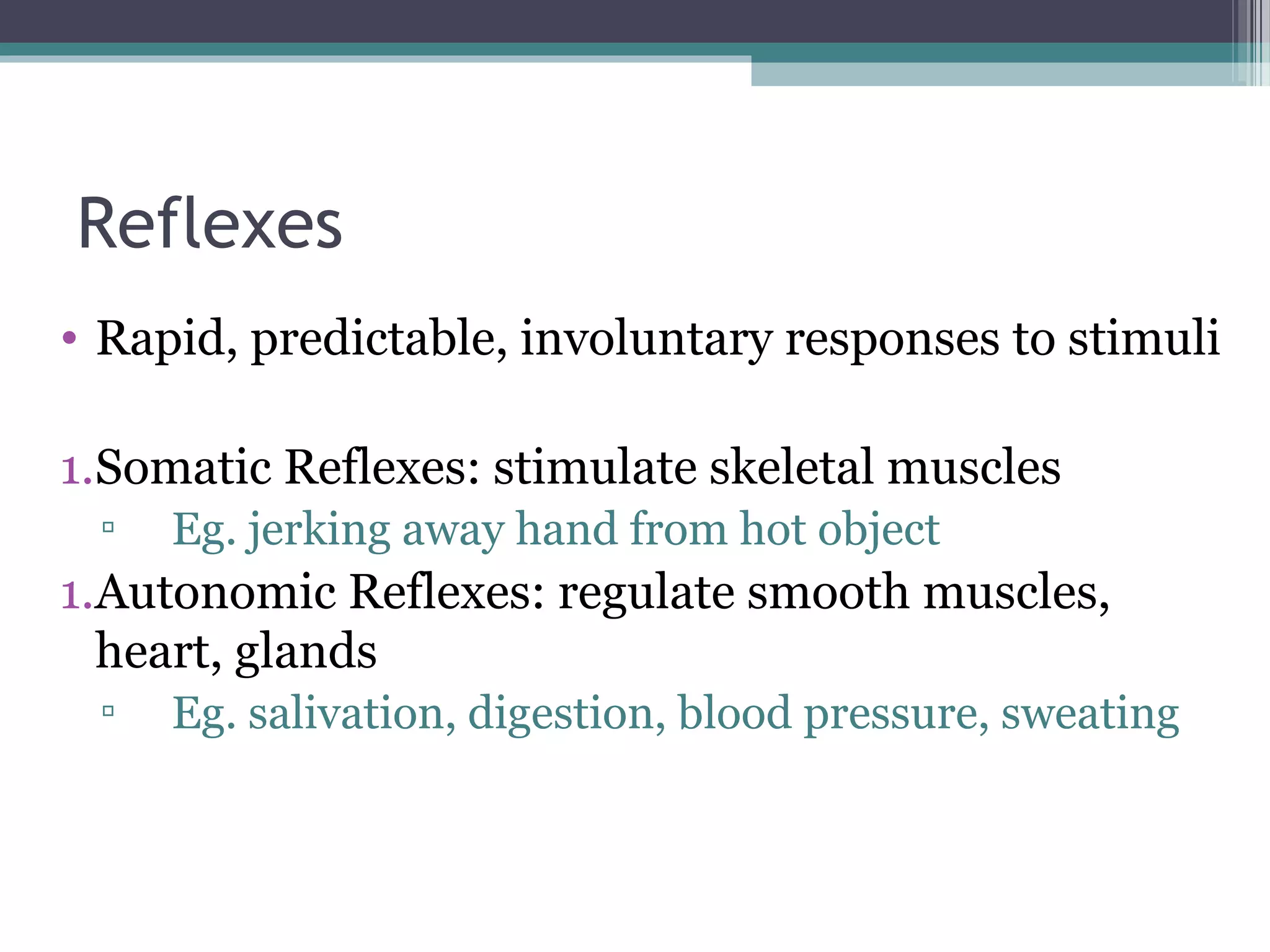 Anatomy & Physiology Lecture Notes - The nervous system | PPT