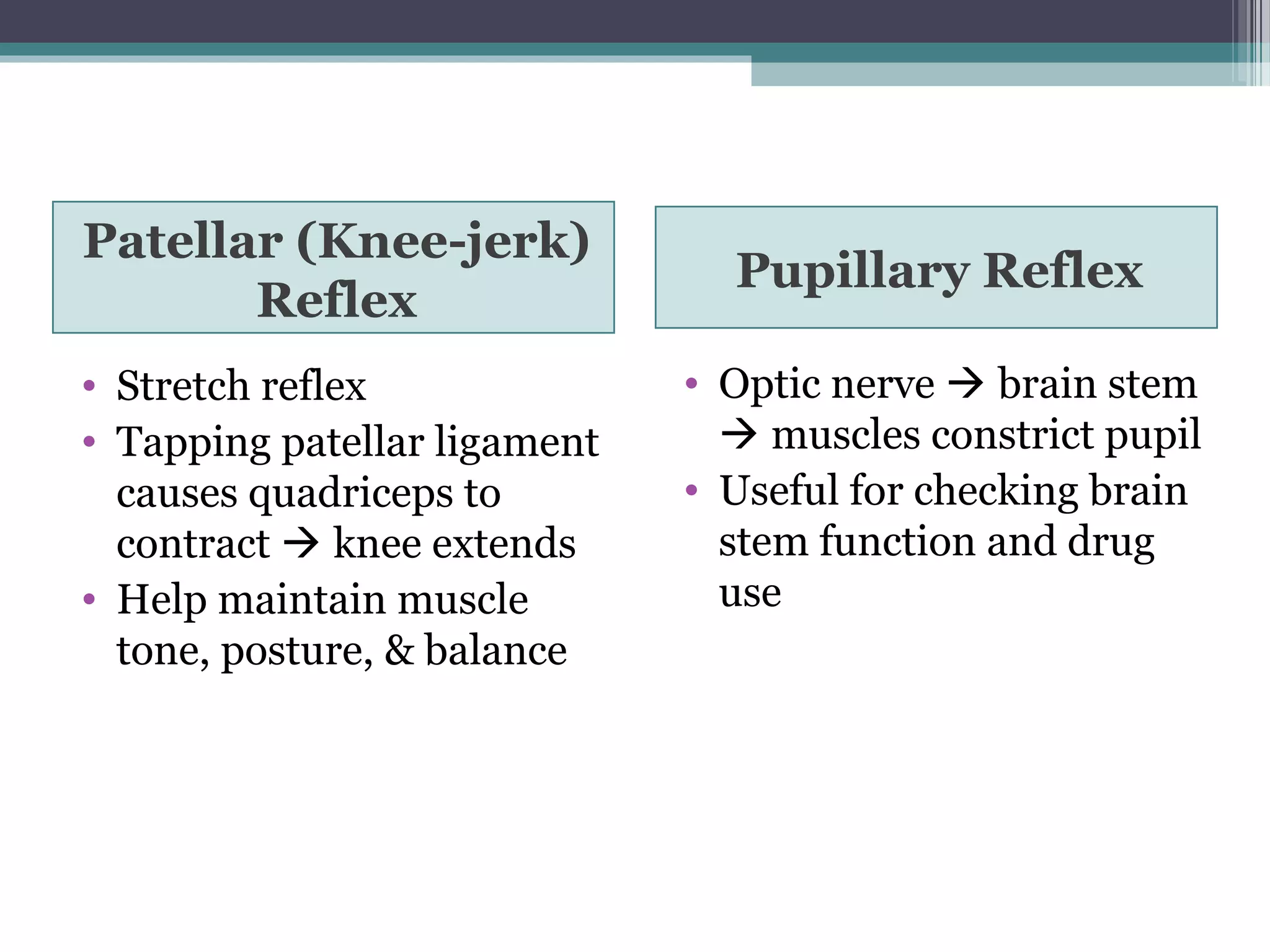 Anatomy & Physiology Lecture Notes - The nervous system | PPT