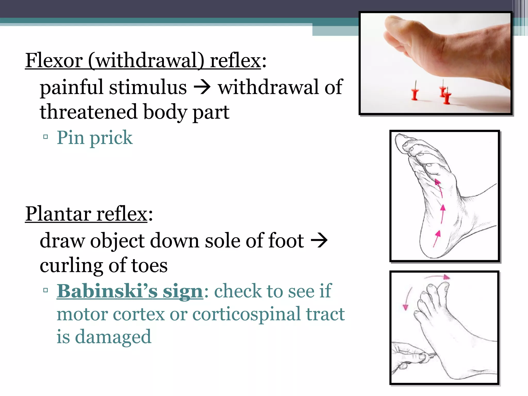Anatomy & Physiology Lecture Notes - The nervous system | PPT